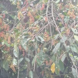 Jual pohon buni tinggi 1 meter - Kota Depok - Tanaman hias parmandenis ...