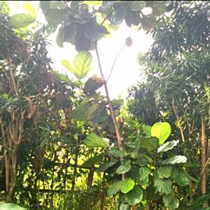 Jual pohon ketapang biola tinggi 3 meter - Kota Depok - Tanaman hias ...