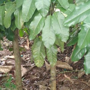 Jual pohon walisongo tinggi 2 meter sampai ujung daun tanaman indor ...