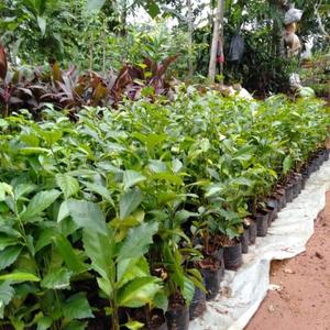 Jual Pohon Pagar Tetehan//Tanaman Pagar Tehtehan. - Kab. Bogor - taman ...