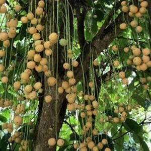 Jual pohon menteng tinggi 2 meter - Kota Depok - Tanaman hias ...