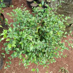 Jual pohon/tanaman teh tehan bahan bulat - Kota Depok - Tanaman hias ...