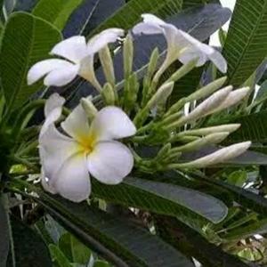 Jual pohon kemoja bunga putih/ pink tinggi 1.5m pohon kemboja bali ...