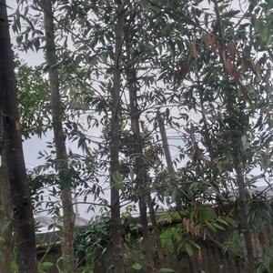 Jual pohon damar tinggi 4 meter 50 cm - Kota Depok - Tanaman hias ...