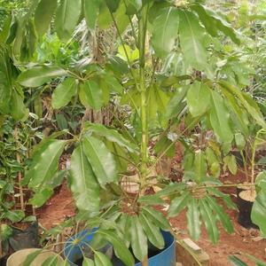 Jual pohon walisongo daun besar tinggi 150 cm - Kota Depok - Tanaman ...