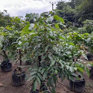 Jual Pohon Kelengkeng Matalada Sudah Berbuah/berbunga [1,5Meter] - Kota ...