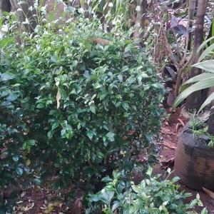 Jual tanaman tehtehan bentuk bulat diameter bulatan 50 atau 60 - Kota ...