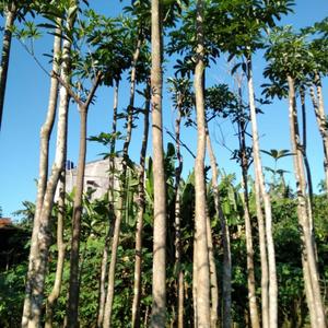 Jual tanaman pule /pulai batang tunggal tinggi 4atau5 meter - Kota ...
