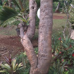 Jual pohon kamboja batang besar bunga ving - Kota Depok - Tanaman hias ...