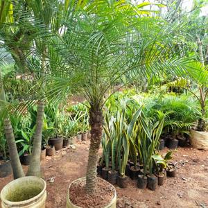 Jual Pohon palm ponik 1,5meter - Palm ponik 1,5meter - Kota Depok ...
