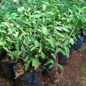 Jual tanaman hias lee kwan yew/pohon Li Kuan yu - Kota Depok - Tanaman ...