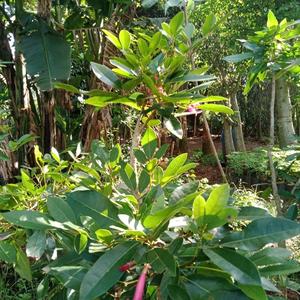 Jual pohon tabebuya rosea bunga merah tingi 3 meter - Kota Depok ...