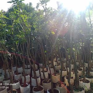 Jual pohon tabebuya rosea bunga merah tingi 2 meter Sengah - Kota Depok ...