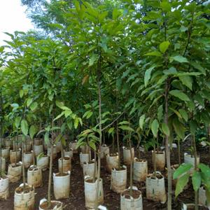 Jual Tanaman Bunga Kantil. pohon bunga kantil, ukuran 2 meter. - Kota ...