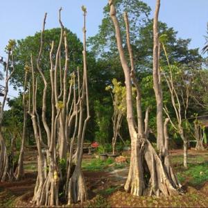 Jual pohon pule Rawa. bunga putih wangi. - Kota Depok - Tanaman hias ...