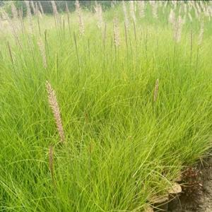 Jual Tanaman hias, pohon rumput alang alang hijau/ilalang hijau. - Kota ...