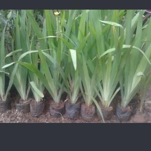 Jual pohon airis bunga kuning - Kota Depok - Tanaman hias parmandenis ...