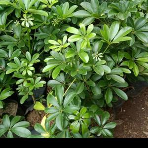 Jual Tanaman hias. Pohon wali songo daun hijau. - Kota Depok - Tanaman ...