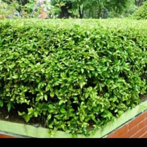 Jual tanaman hias tehtehan/tanaman pager - Kota Depok - Tanaman hias ...