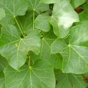 Jual DAUN JARAK SEGAR / LEMBAR - Kota Depok - Tanaman hias parmandenis ...