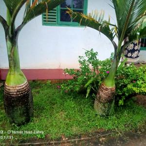 Jual pohon palem botol tingi 2 meter daun - Kota Depok - Tanaman hias ...