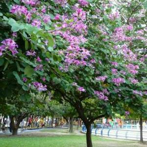 Jual Pohon Bauhinia purpurea. pohon bunga kupu kupu tinggi 2,5 mtr ...