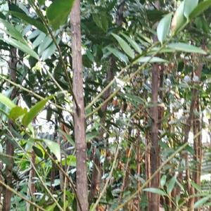 Jual pohon peneduh/pelindung, pohon damar tinggi 4 mtr. - Kota Depok ...