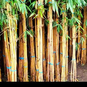 Jual pohon bambu kuning bambu panda - Kota Depok - Tanaman hias ...