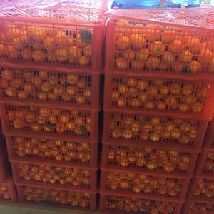 Jual jeruk santang birma tampa biji 1 keranjang jeruk santang box 5kg ...