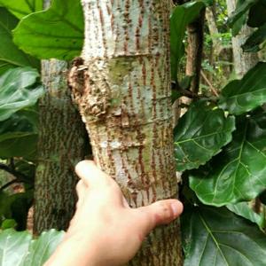 Jual Tanaman hias. Pohon Sengon Buto. pohon pelindung/peneduh. tinggi 4 ...