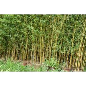 Jual Tanaman Bambu Kuning Hias jepang 100% ORIGINAL READY burbpe 5601zf ...