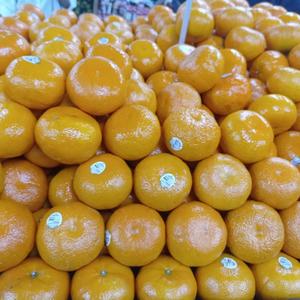 Jual Jeruk honey murcot Australia jumbo manis segar 1 kg - Jakarta ...