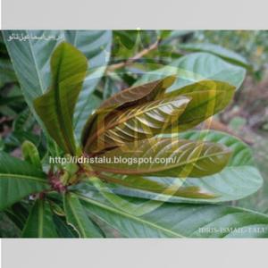 Jual Daun putat Pucuk putat segar lalapan khas sunda siap petik 100gr ...