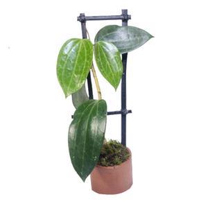 Jual STEK BATANG TANAMAN hoya macrophylla - Jakarta Selatan - The Best ...