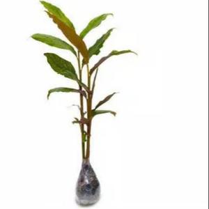 Jual (GAMBAR ASLI) Bibit tanaman pohon kecombrang/combrang/rombeh ...