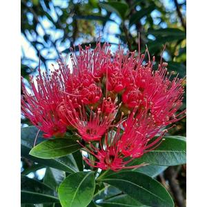 Jual Tanaman bunga Santos lemon merah / xanthoslemon merah - Kab. Bogor ...