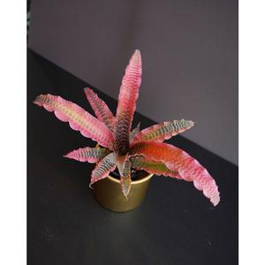 Jual Tanaman bunga Cryptanthus Elaine - Kab. Bogor - Ape Tani | Tokopedia