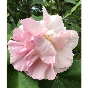 Jual Tanaman bunga waru landak Hibiscus mutabilis pakan lebah, trigona ...
