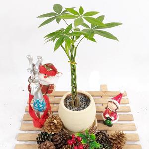 Jual Tanaman bunga pachira kepang / pachira aquatica / money tree - Kab ...