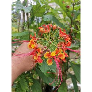 Jual Tanaman bunga kembang merak merah Caesalpinia pulcherrima - Kab ...
