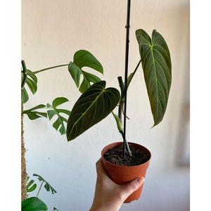 Jual Tanaman bunga Philodendron Melanochrysum / philodendron melano - 1 ...
