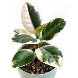 Jual Tanaman bunga Ficus elastica variegata / karet kebo variegata ...