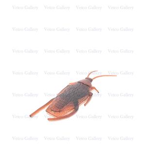 Jual Mainan kecoa karet - Rubber cockroach toy mainan hewan prank ...