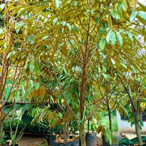 Jual pohon durian musangking rimbun batang besar - Kab. Bogor - flora ...