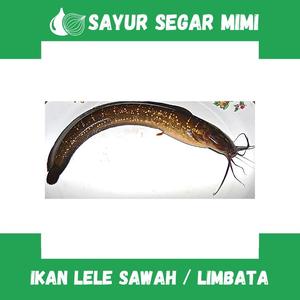 Jual Ikan Lele Sawah / Ikan Lele Limbat - 1/2Kg - Kota Palembang ...