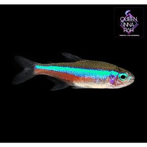 Jual cardinal neon tetra - ikan hias aquascape - Kota Bogor - tenyung ...