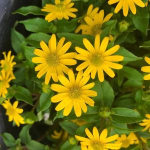 Jual Tanaman bunga wedelia / bunga seruni / widelia pakan lebah trigona ...