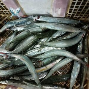 Jual Ikan Kacang Kacang Segar 1kg - Jakarta Utara - Fatimah Azahra ...