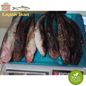 Jual Ikan Sembilang Karang Segar 1kg Ikan Harian Dan BERGARANSI ...
