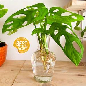Jual VAS BUNGA KACA / POT BUNGA TANAMAN AIR / DEKORASI AESTHETIC - ALAS ...